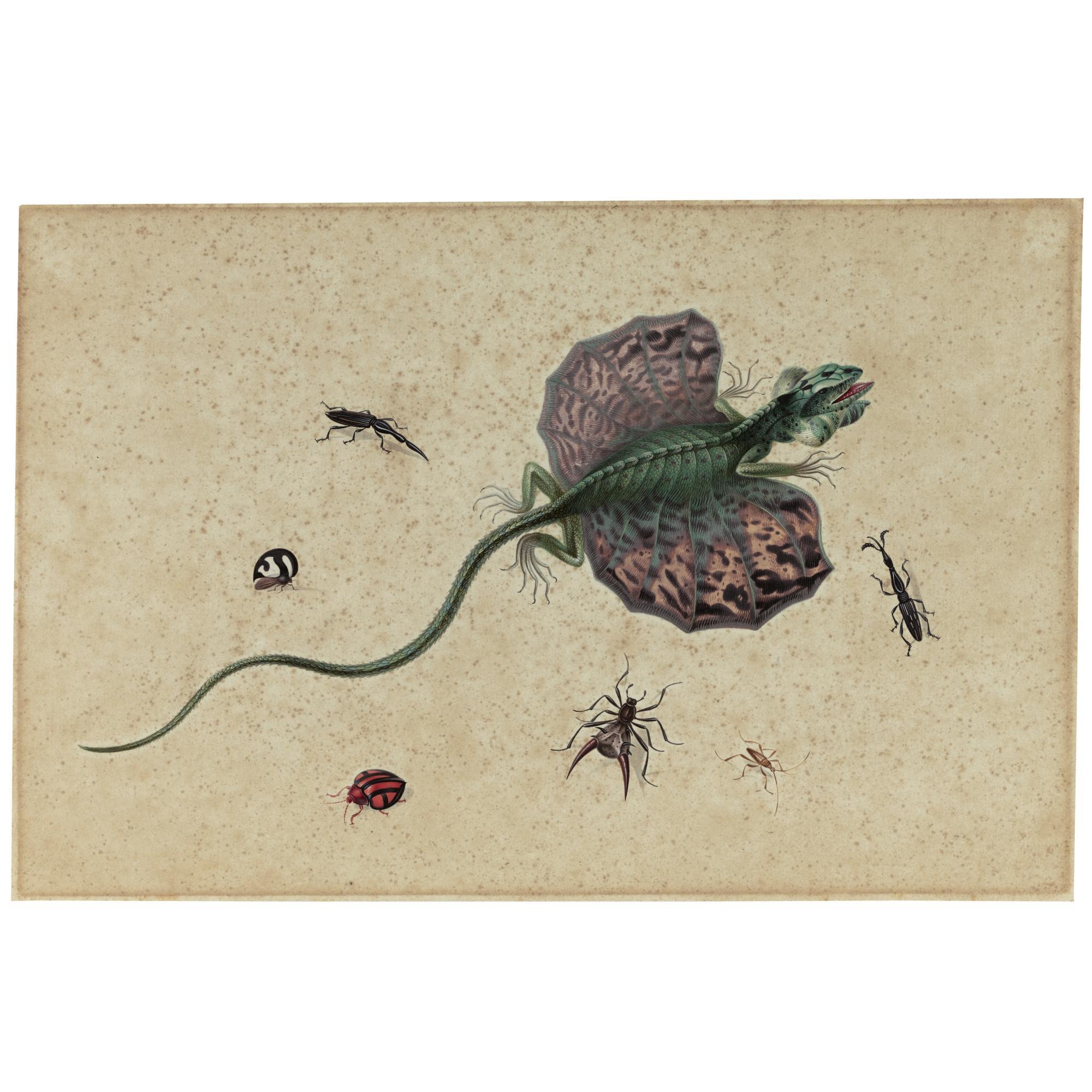 A Flying Dragon And Various Insects | Art.Salon