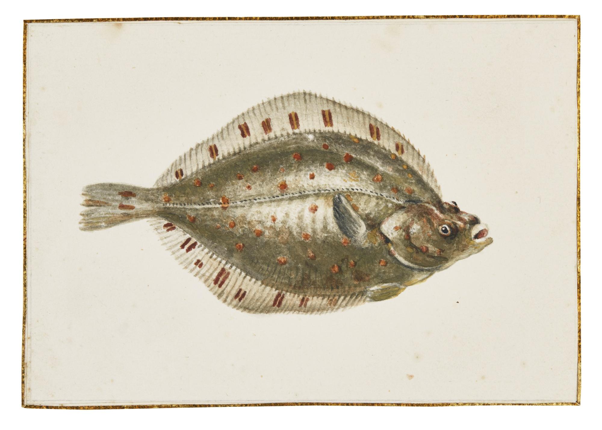 An Album Of 39 Watercolours Of Fish And Other Sea Creatures | Art.Salon