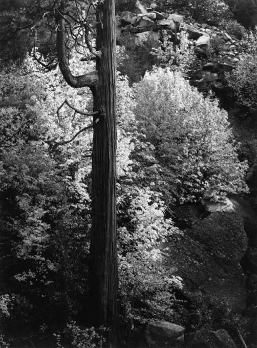 Cedar Tree and Maple Leaves, Yosemite National Park, California (c.1960 ...