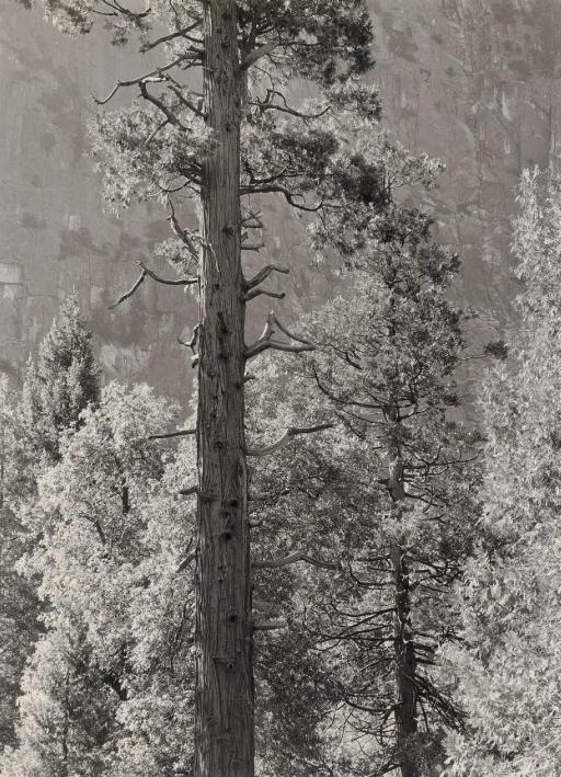 Cedar Tree, Cliffs, Yosemite Valley, C. 1939 by Ansel Adams | Art.Salon
