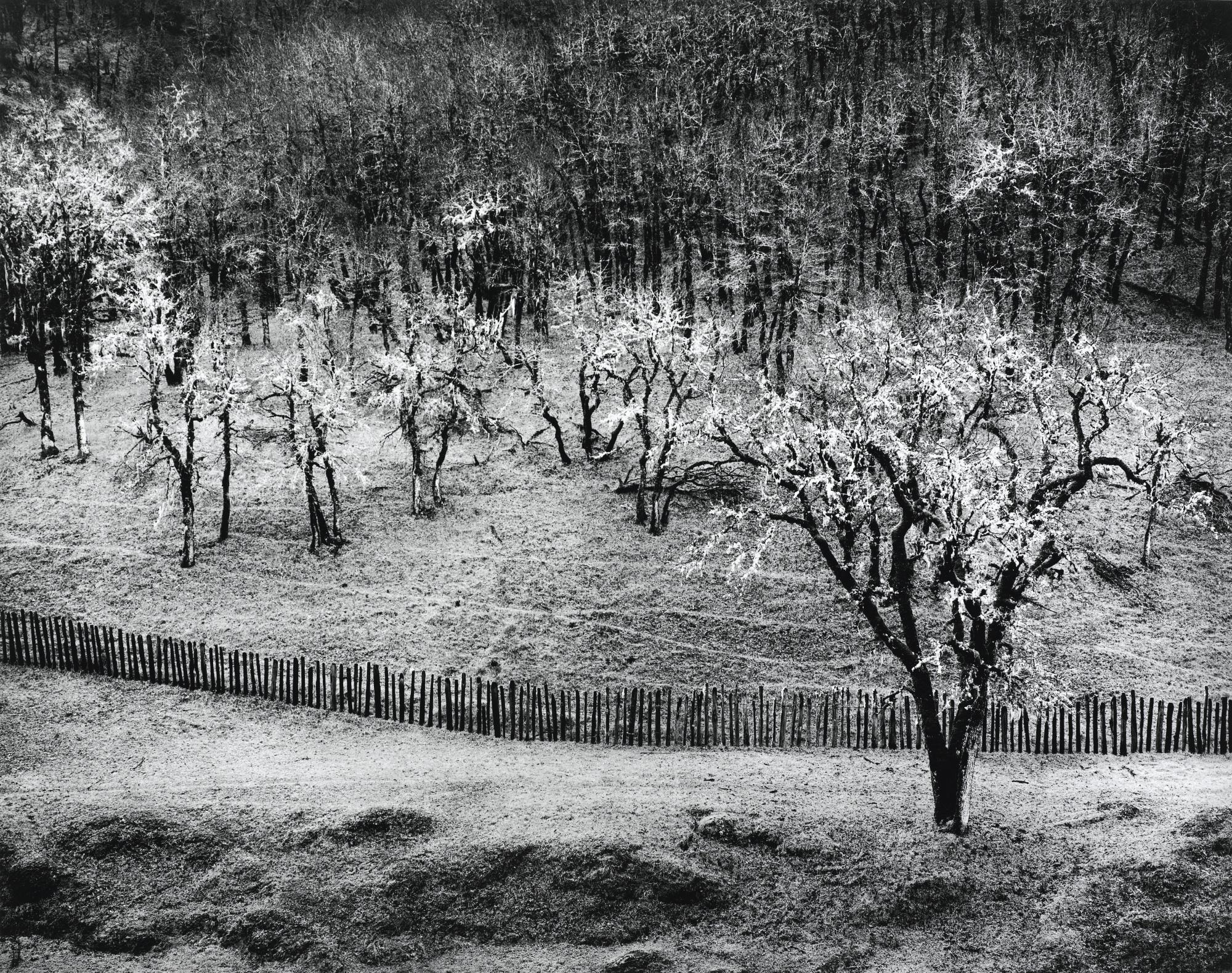 'Oak Tree, Rain, Sonoma County Hills, California' by Ansel Adams | Art ...