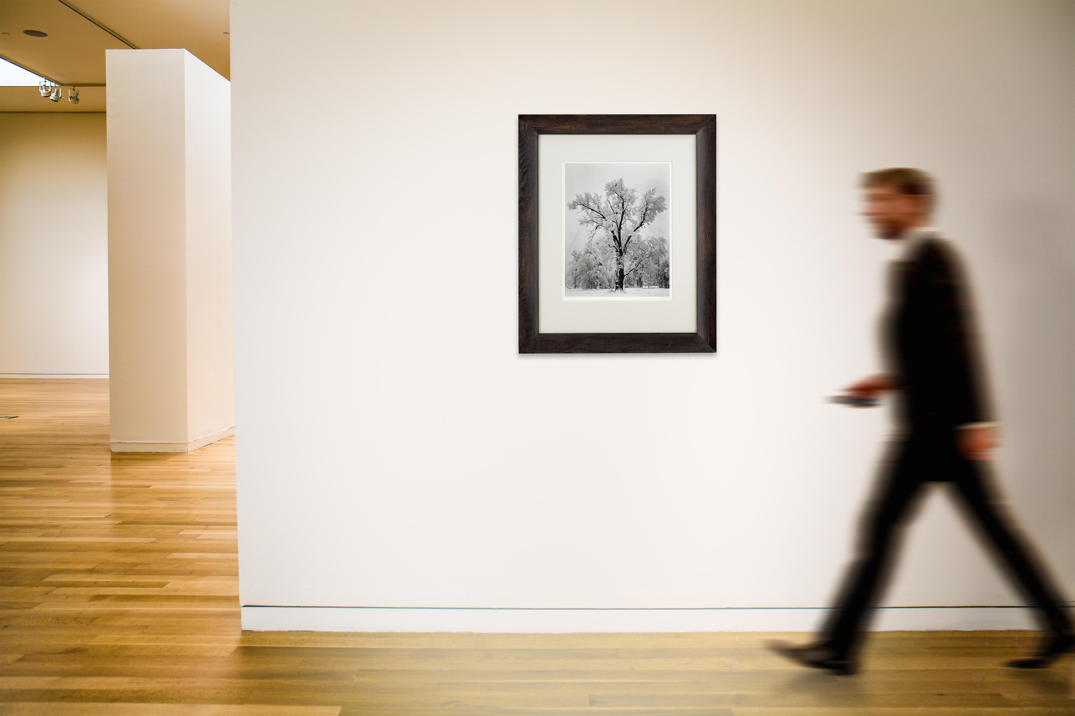 'Oak Tree, Snowstorm, Yosemite National Park, California' by Ansel ...