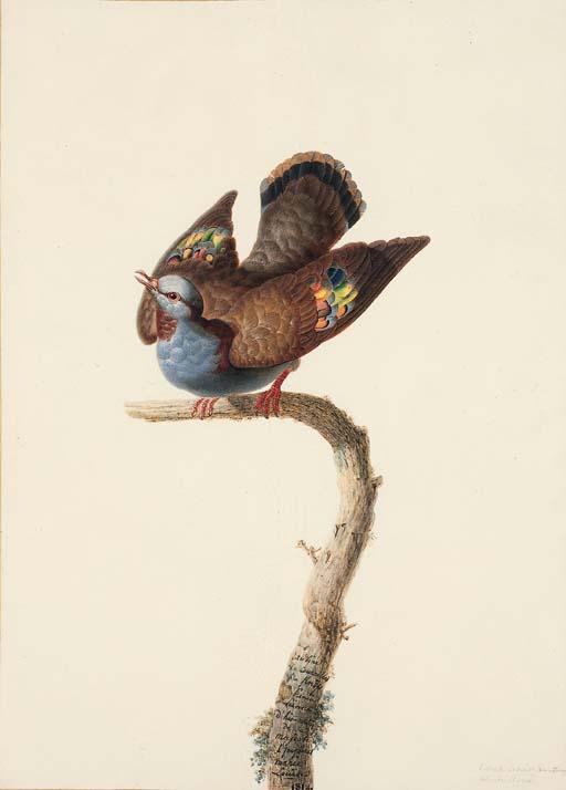 Brush Bronze Wing, Phaps elegans. Native to Northern parts of Australia ...