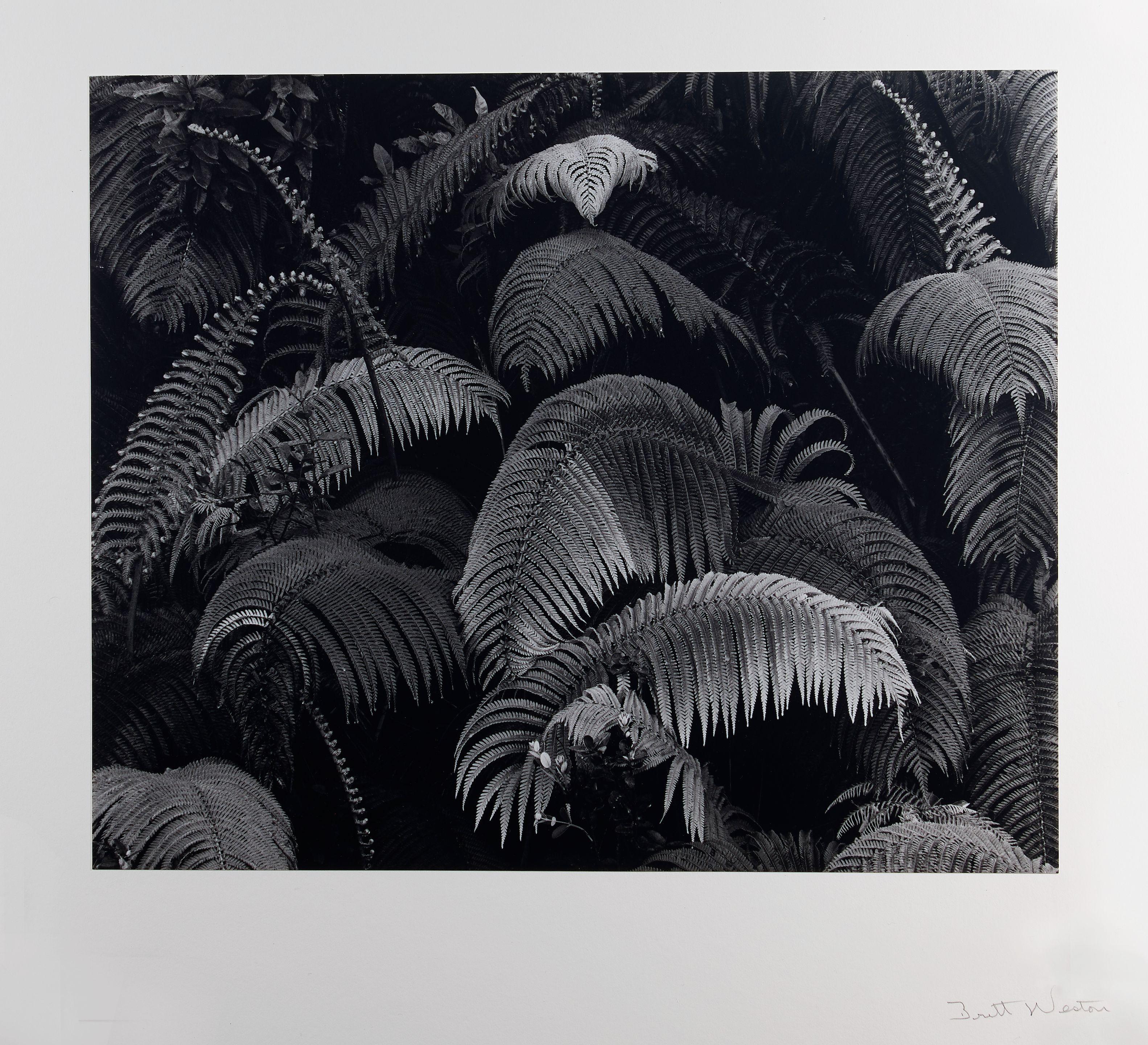 Luscious Ferns, Hawaii, 1980 by Brett Weston | Art.Salon