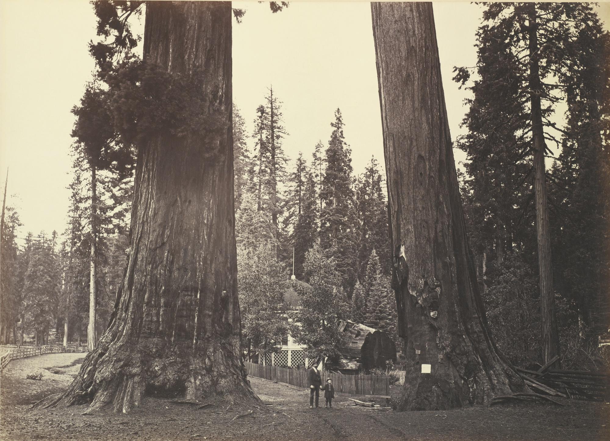 Section Of The Sentinels With Pavilion Built Over The Stump Of The Big ...