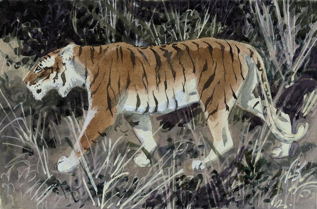 Prowling tiger; Dr Brazza's guenon; Lioness; and Two spider monkey ...