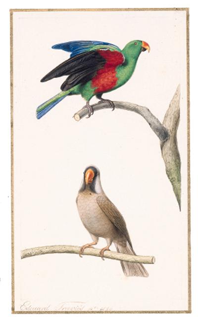 Perroquet vert [Grand Eclectus] - Eclectus Parrot - Eclectus roratus ...