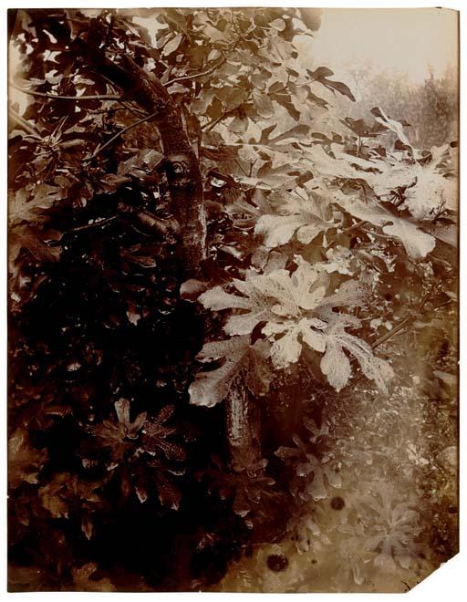 Fig Tree, c. 1921 by Eugène Atget | Art.Salon