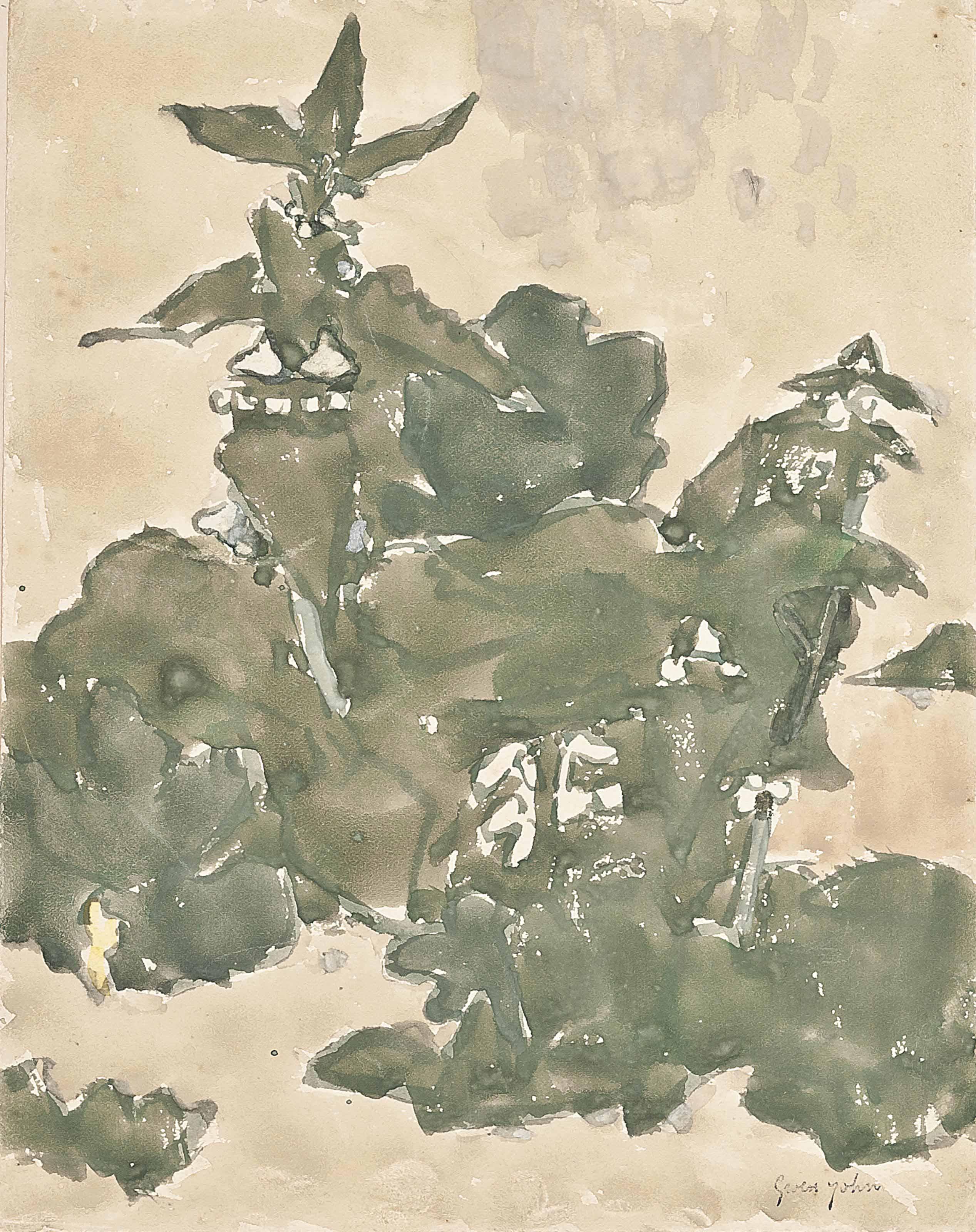Study of Plants by Gwen John | Art.Salon