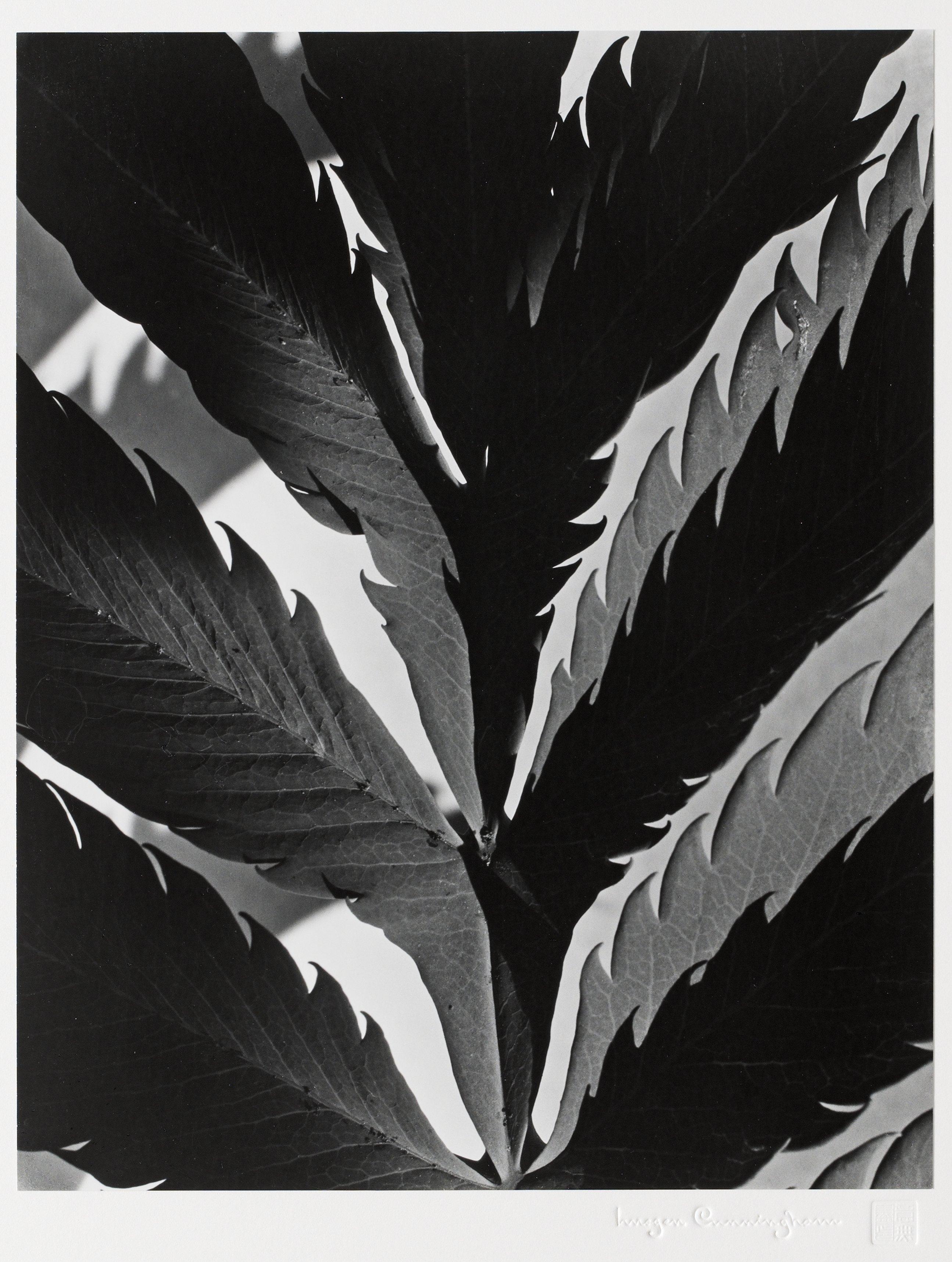 "Leaf pattern", 1929 by Imogen Cunningham | Art.Salon