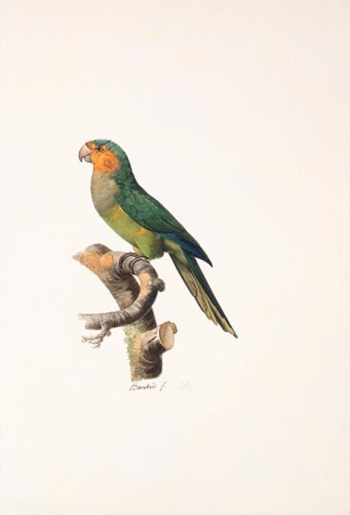 La perruche à front jaune, mâle - The Yellow-throated Conure - Aratinga ...