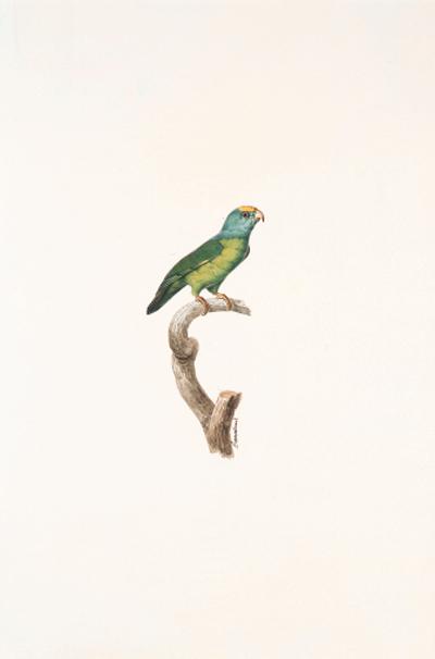 La Perruche Tui - The Tui Parakeet - Brotogeris sancti thomae. by ...