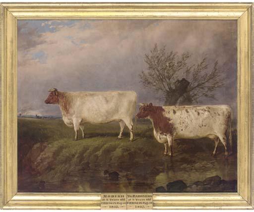 Modish, a three-year-old cow and The Baroness, a three-year-old cow by ...