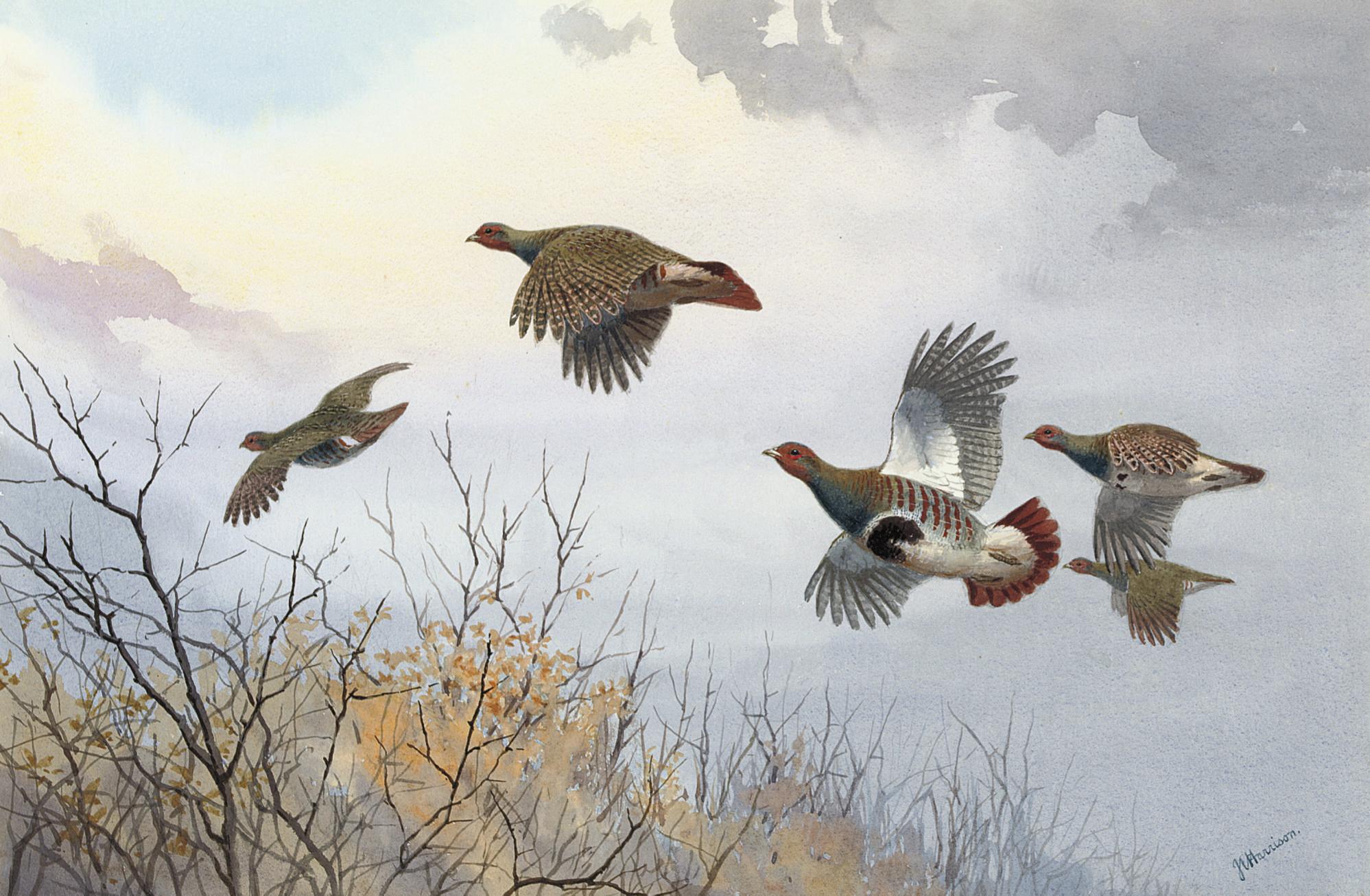 Partridge in flight over trees, Autumn by John Cyril Harrison | Art.Salon