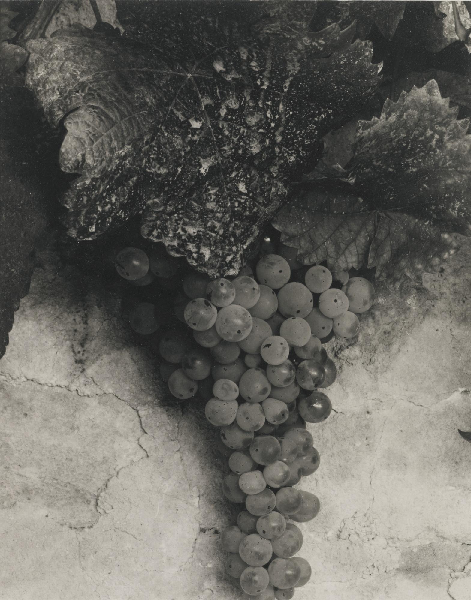 'France' (Grapes) by Paul Strand | Art.Salon