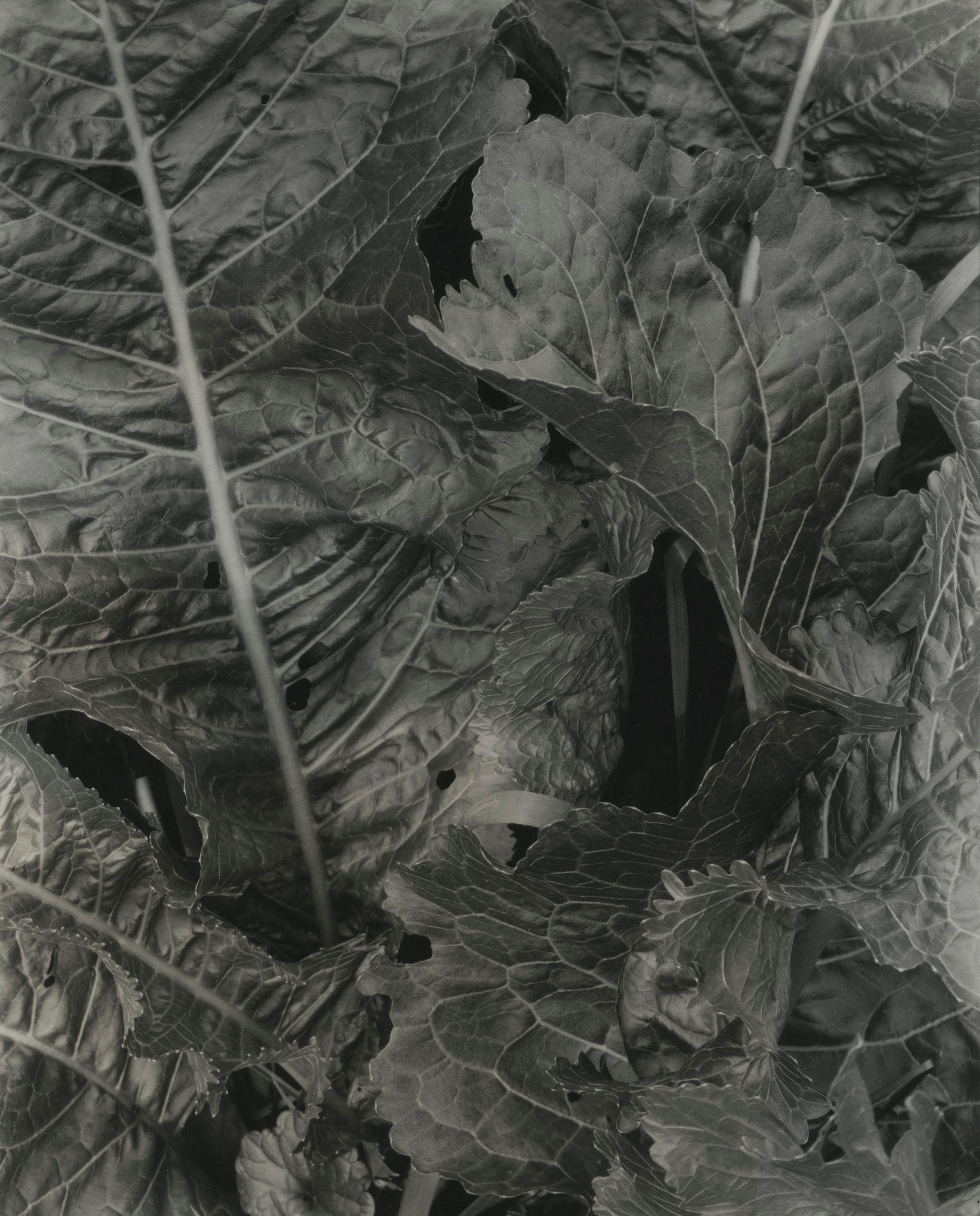 Leaves, New England by Paul Strand | Art.Salon