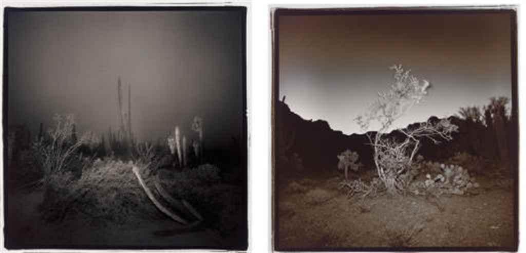 Cardon Cactus In Fog, 1976; Bush #2, 1976 by Richard Misrach | Art.Salon
