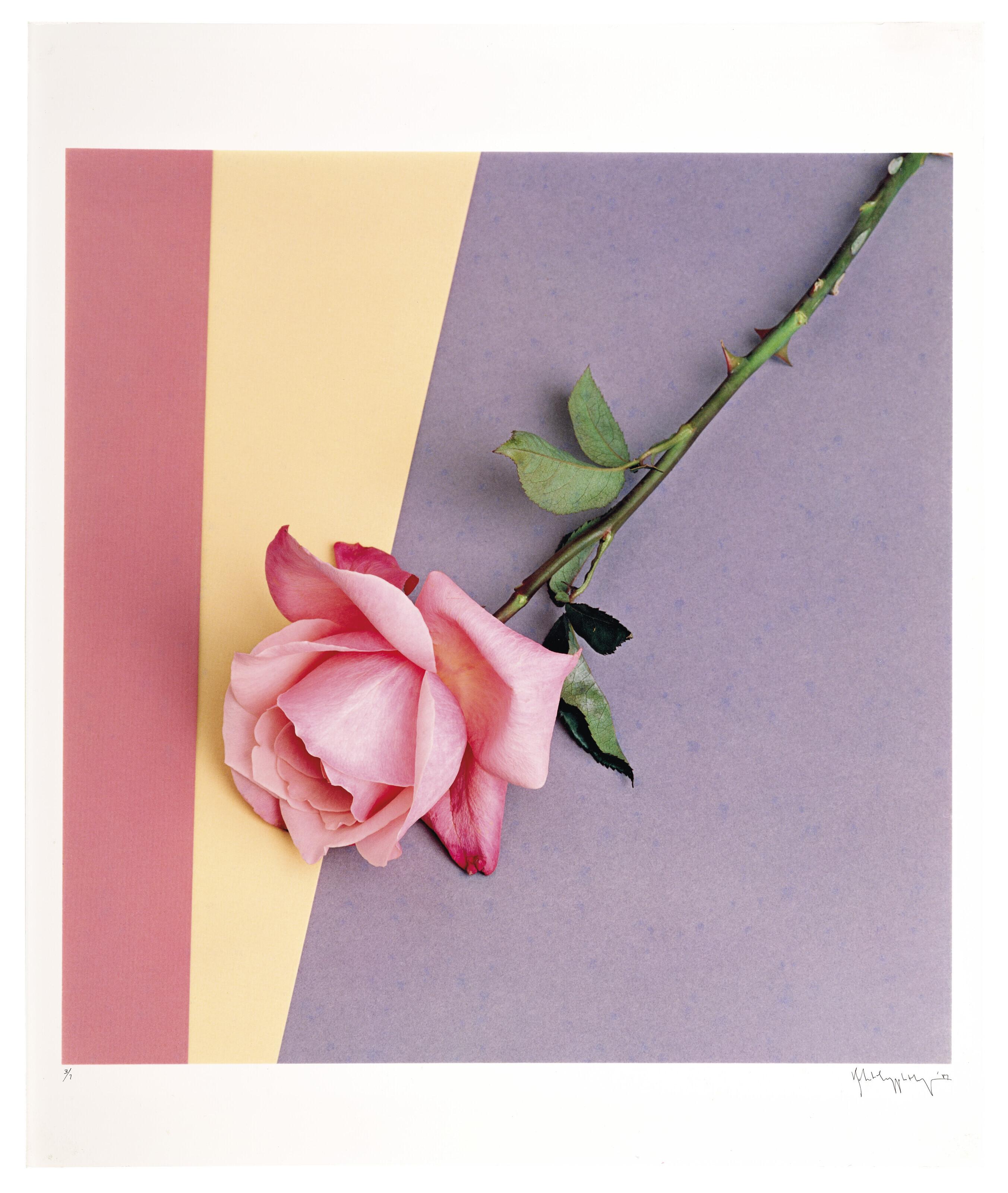 Rose by Robert Mapplethorpe | Art.Salon