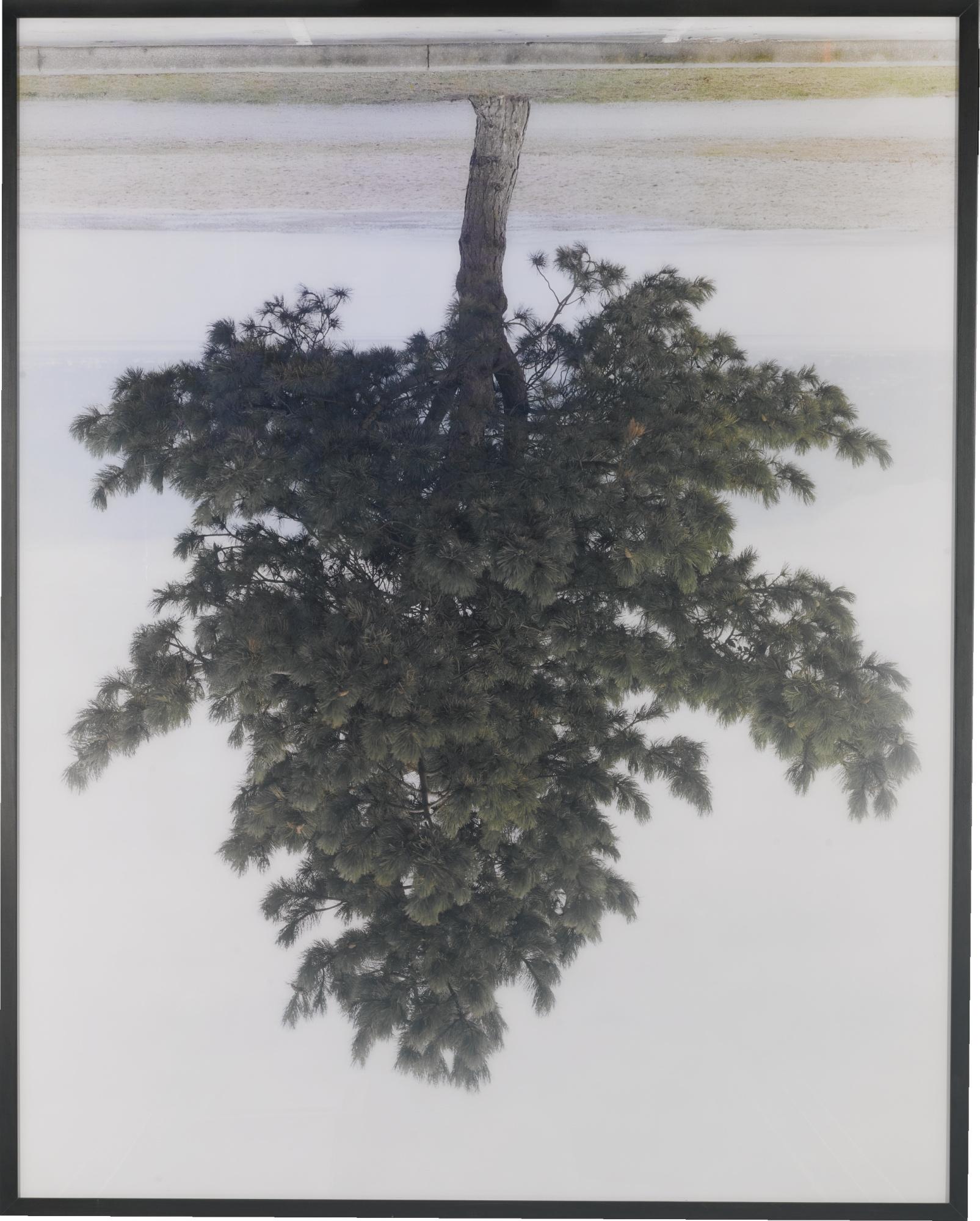 Pine Tree Spanish Banks by Rodney Graham | Art.Salon