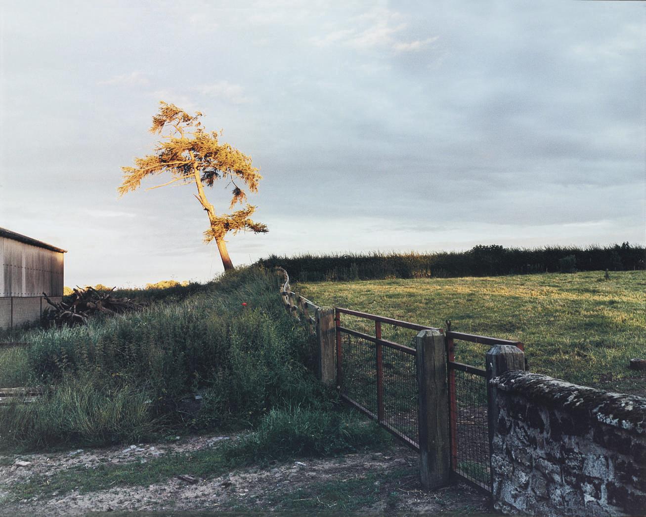 Self Portrait as a Tree by Sam Taylor-Wood | Art.Salon
