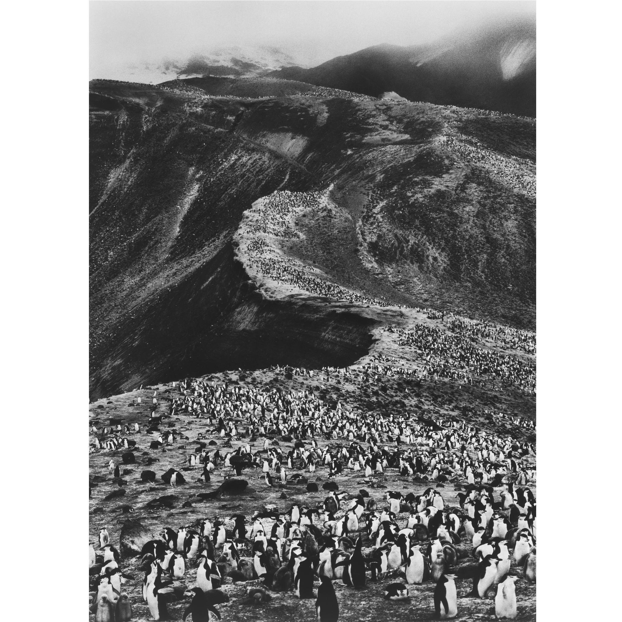 'Antarctica' (From The Series 'Genesis') by Sebastião Salgado | Art.Salon