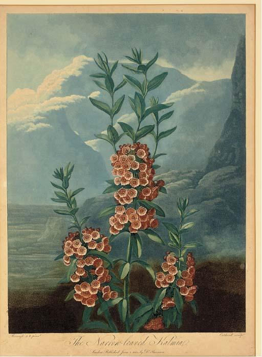 The Narrow-Leaved Kalmia, from Dr. Thornton's Temple of Flora | Art.Salon