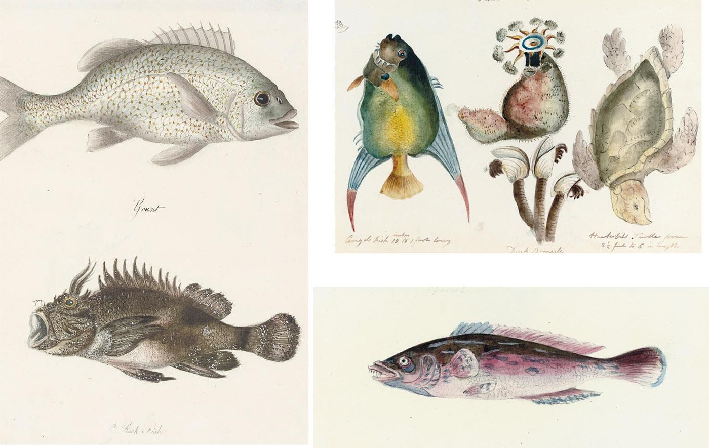 Thirteen studies of fish, crustacea and marine life, the majority ...