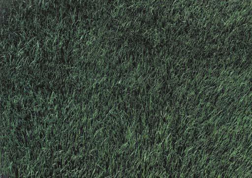 Rasen (Lawn) by Thomas Demand | Art.Salon