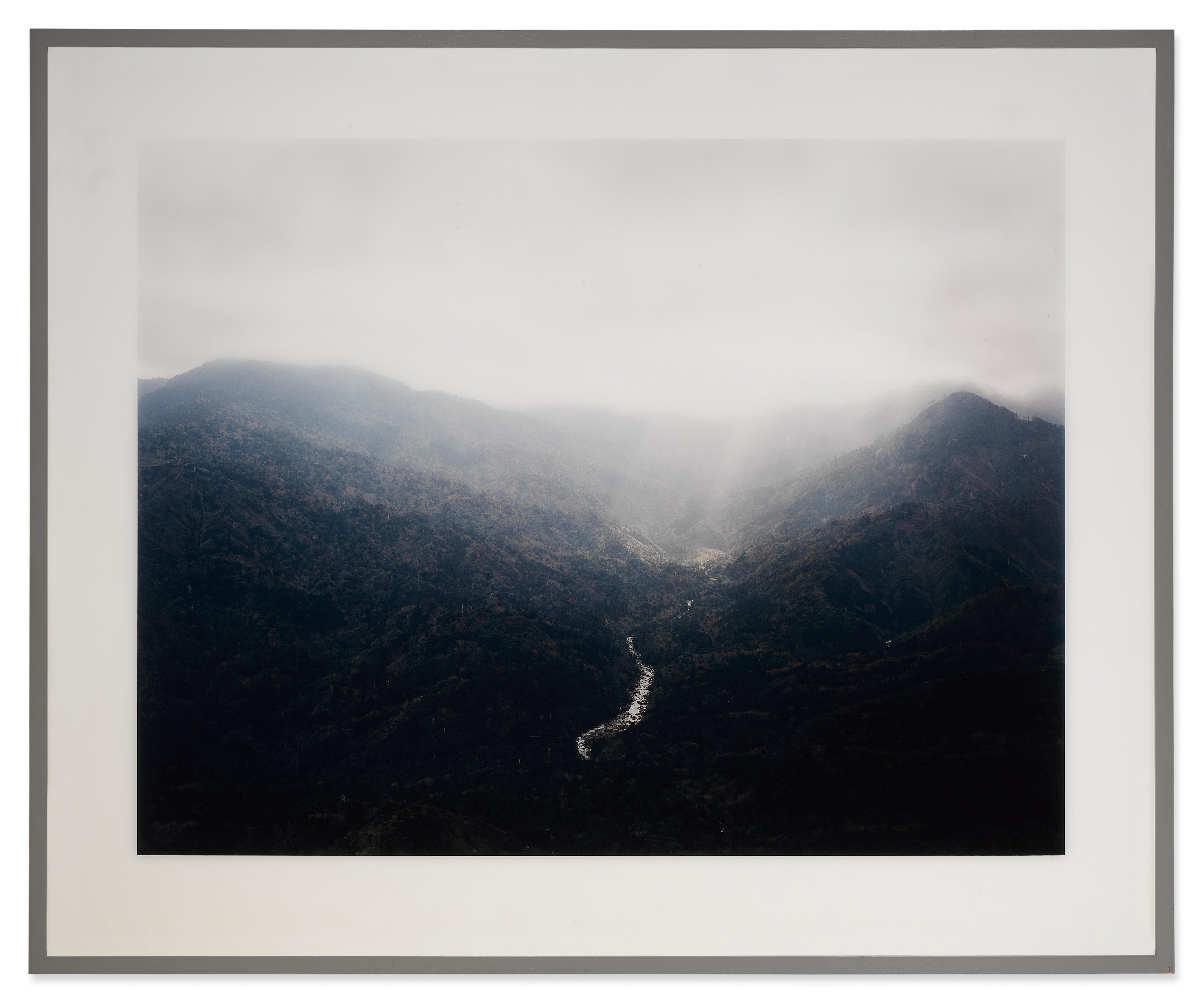Paradise 16, Yakushima, Japan by Thomas Struth | Art.Salon