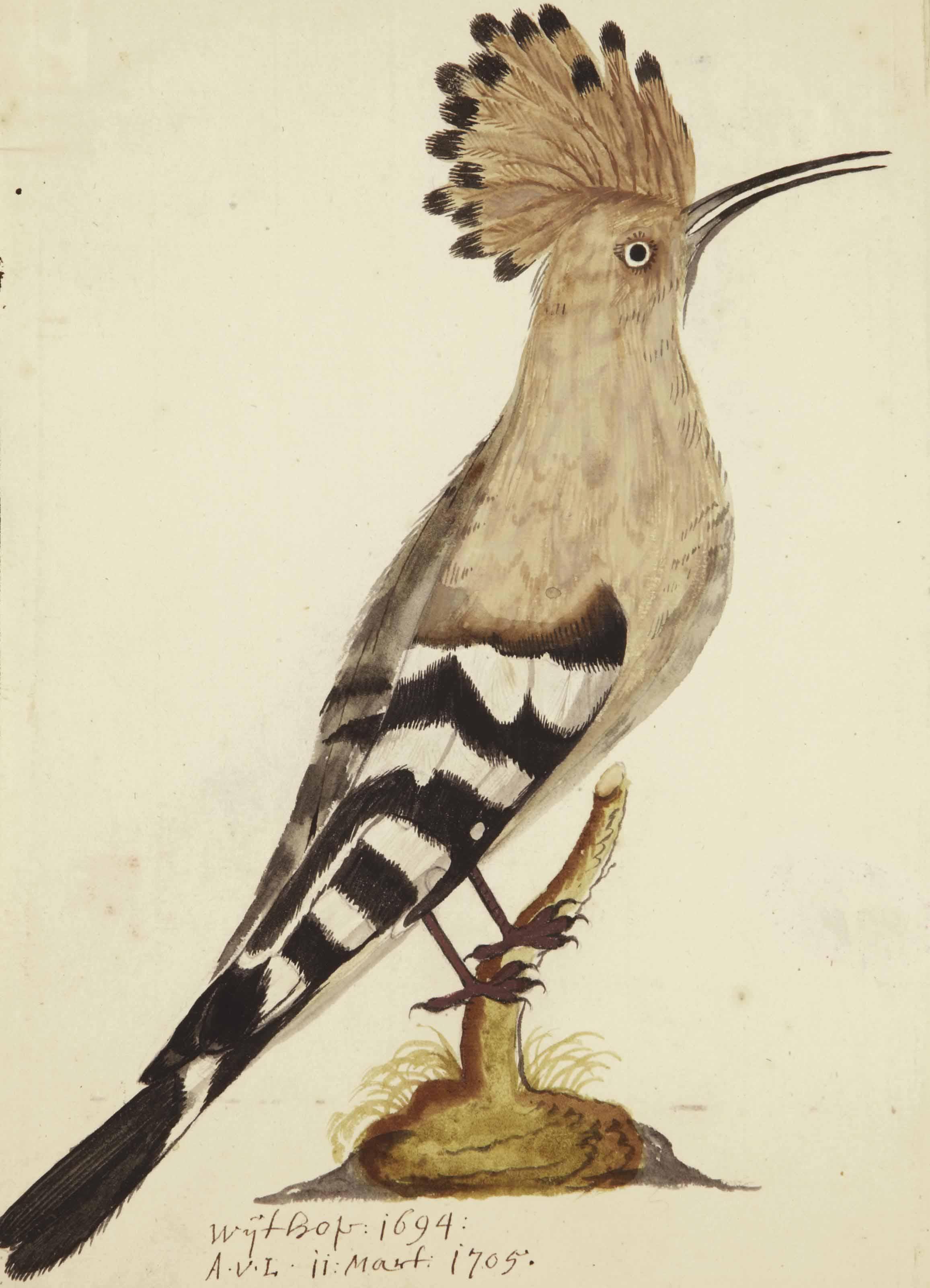 Une huppe fasciée sur une branche | Art.Salon