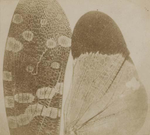 Insect Wings, Seen Through The Solar Microscope, Probably 1840 by ...